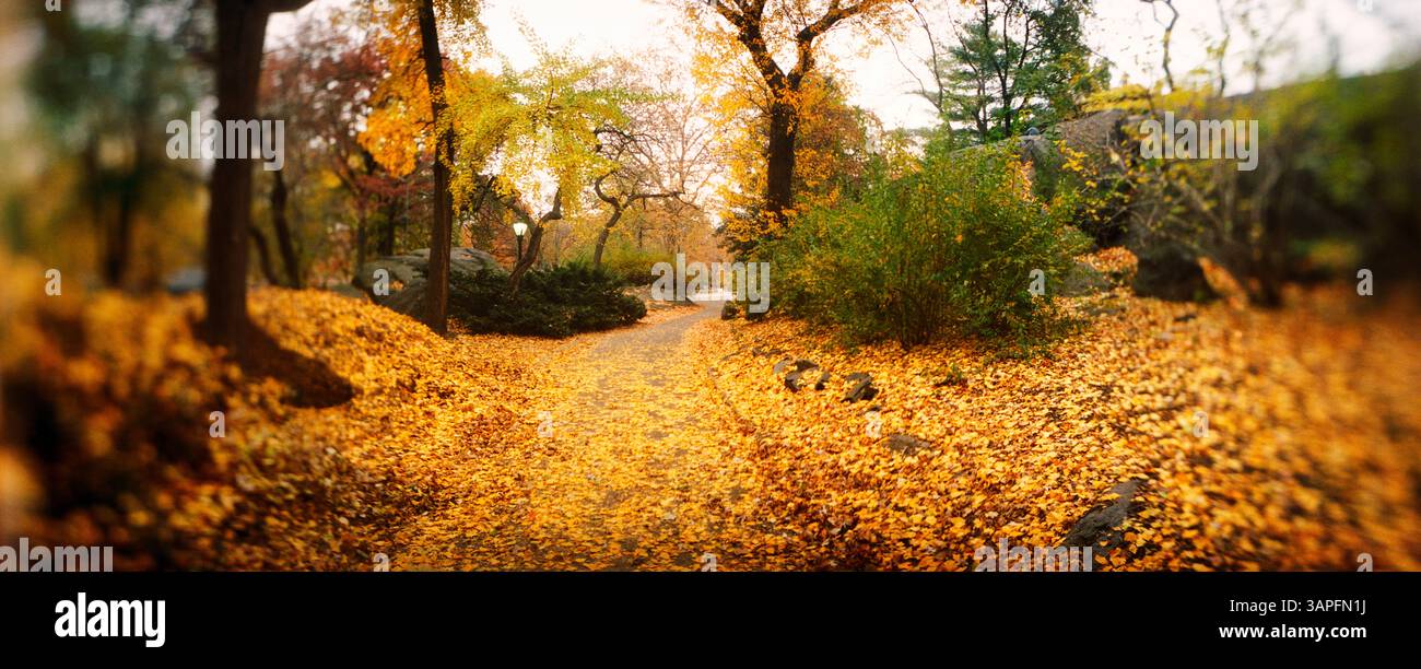 Panoramic view of Central Park in Autumn, Manhattan, New York City ...