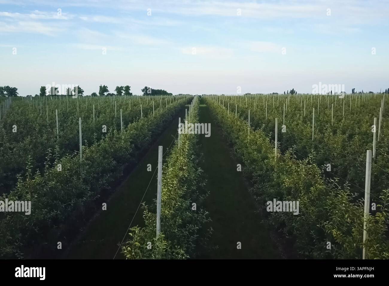 Young apple orchard. Apple trees on a trellis Stock Photo - Alamy