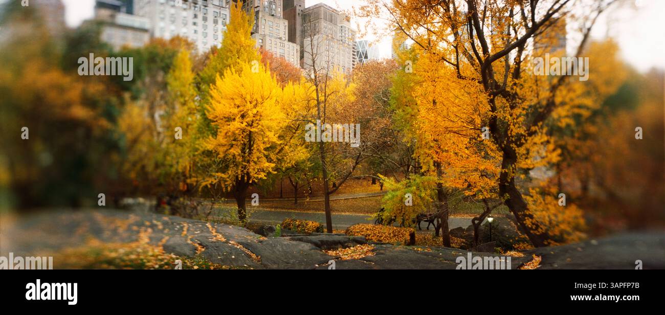 Panoramic view of Central Park in Autumn, Manhattan, New York City ...