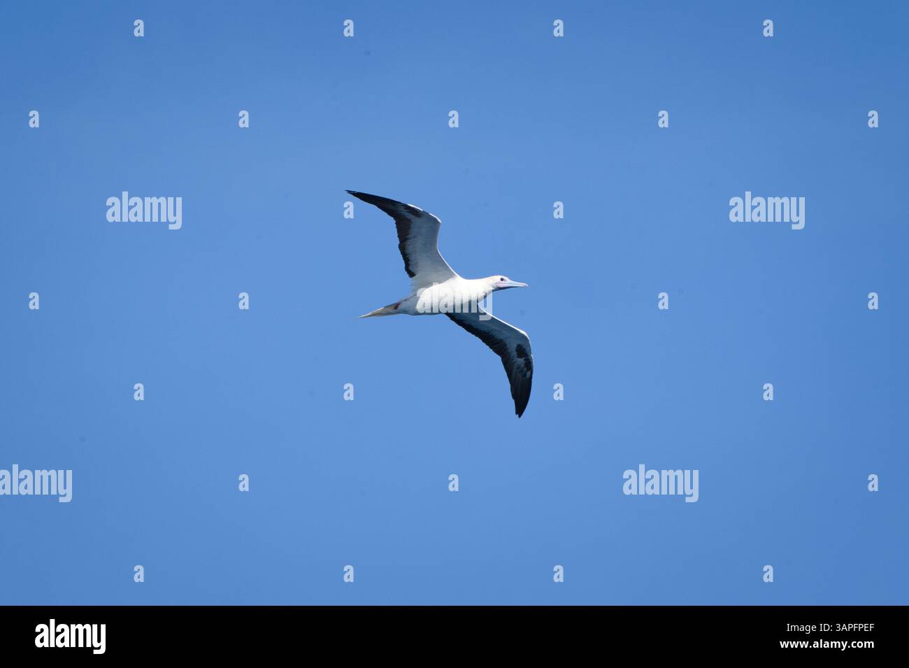 flying bird Red-footed Booby close Stock Photo - Alamy