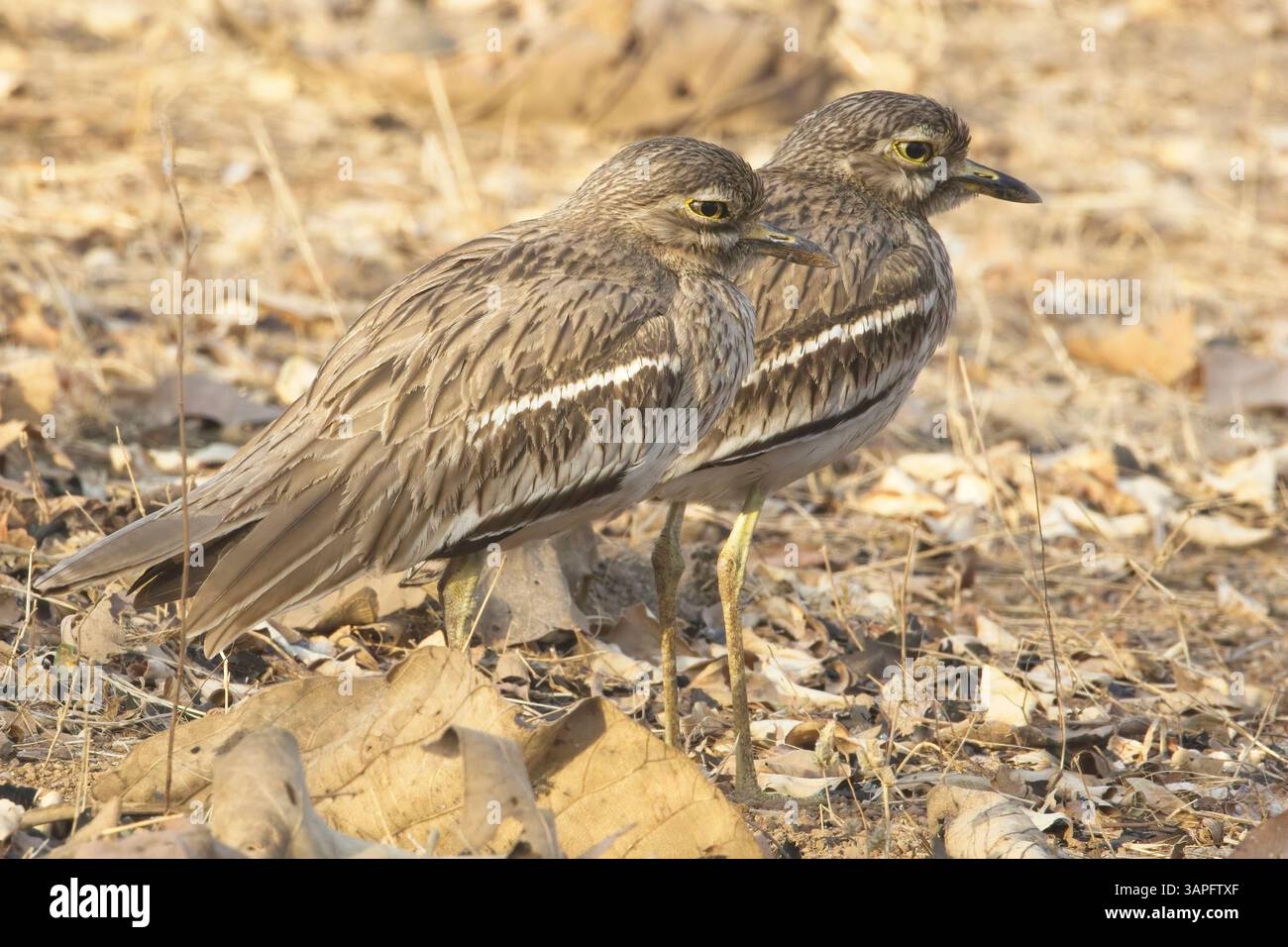 Indian thick knees hi-res stock photography and images - Alamy