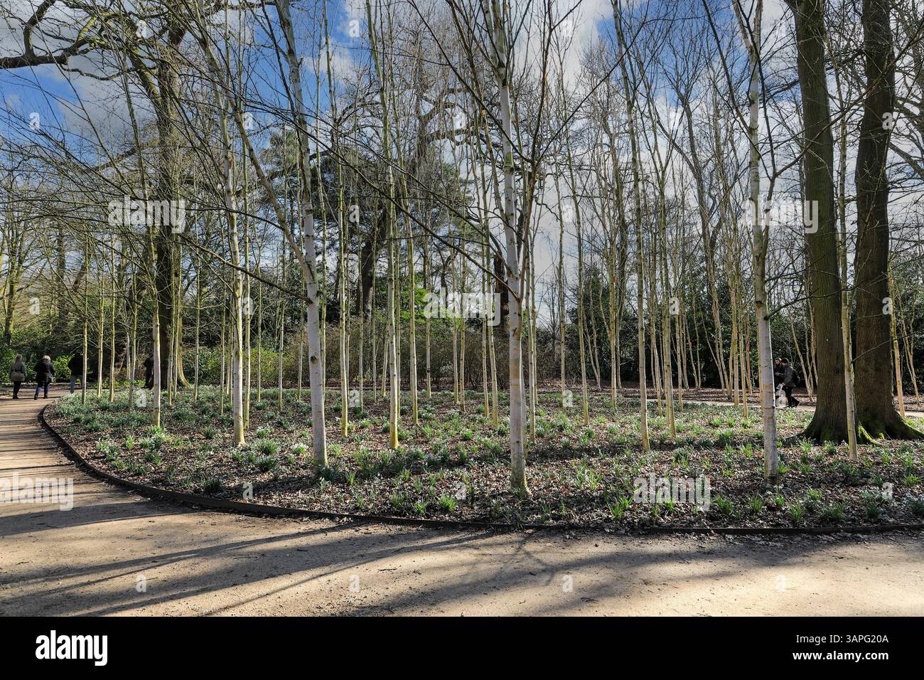 Betula utilis subspecies jacquemontii 'doorenbos' Himalayan birch trees ...
