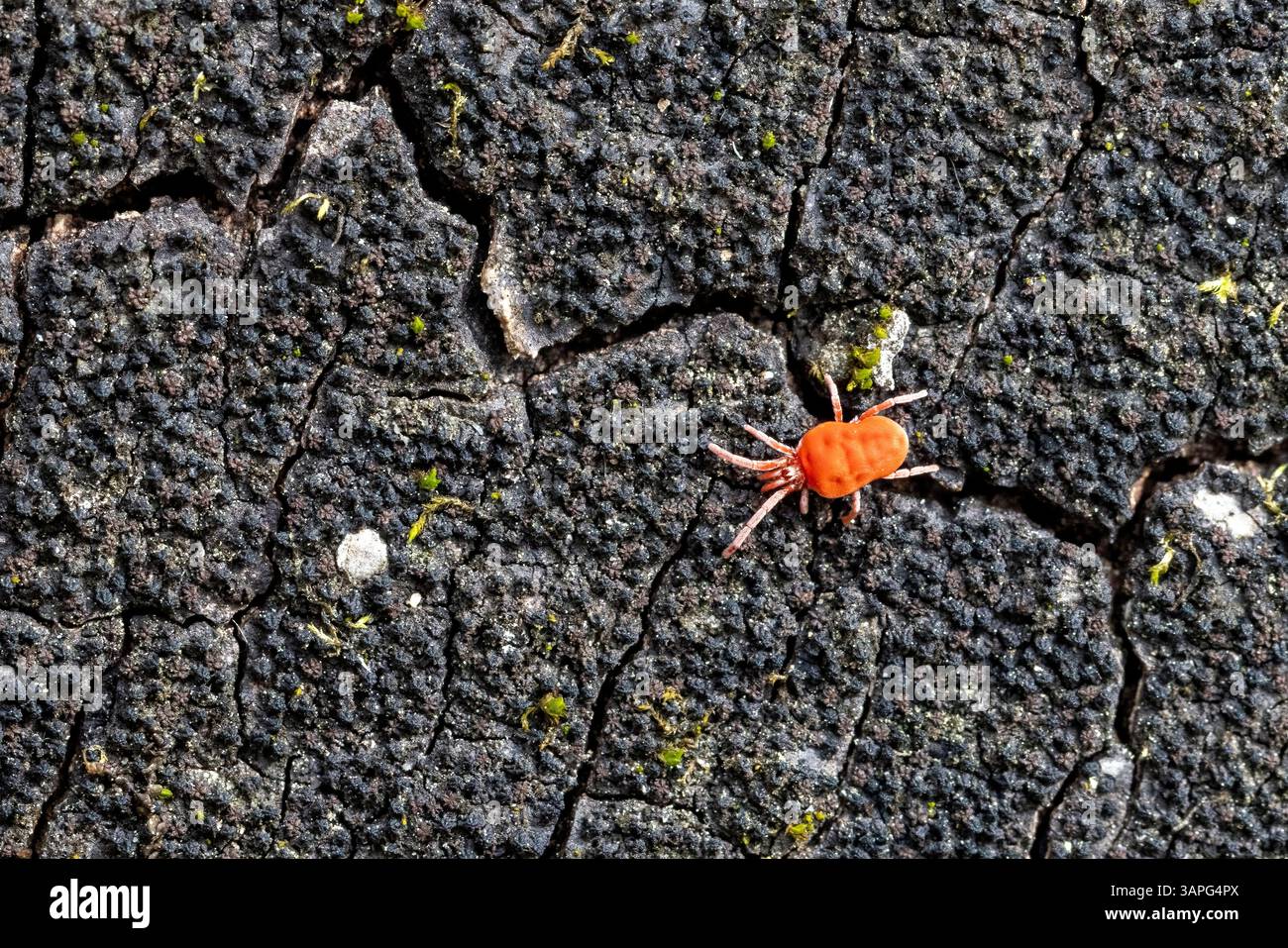 Red Velvet Mite (Trombidiidae) - Pisgah National Forest, near Brevard ...