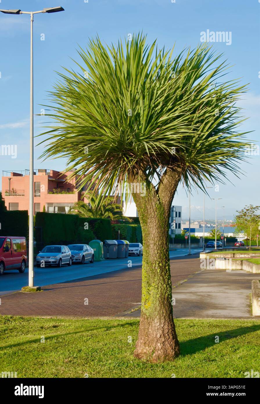 Yucca gloriosa Spanish dagger medium-sized evergreen shrub with a thick ...