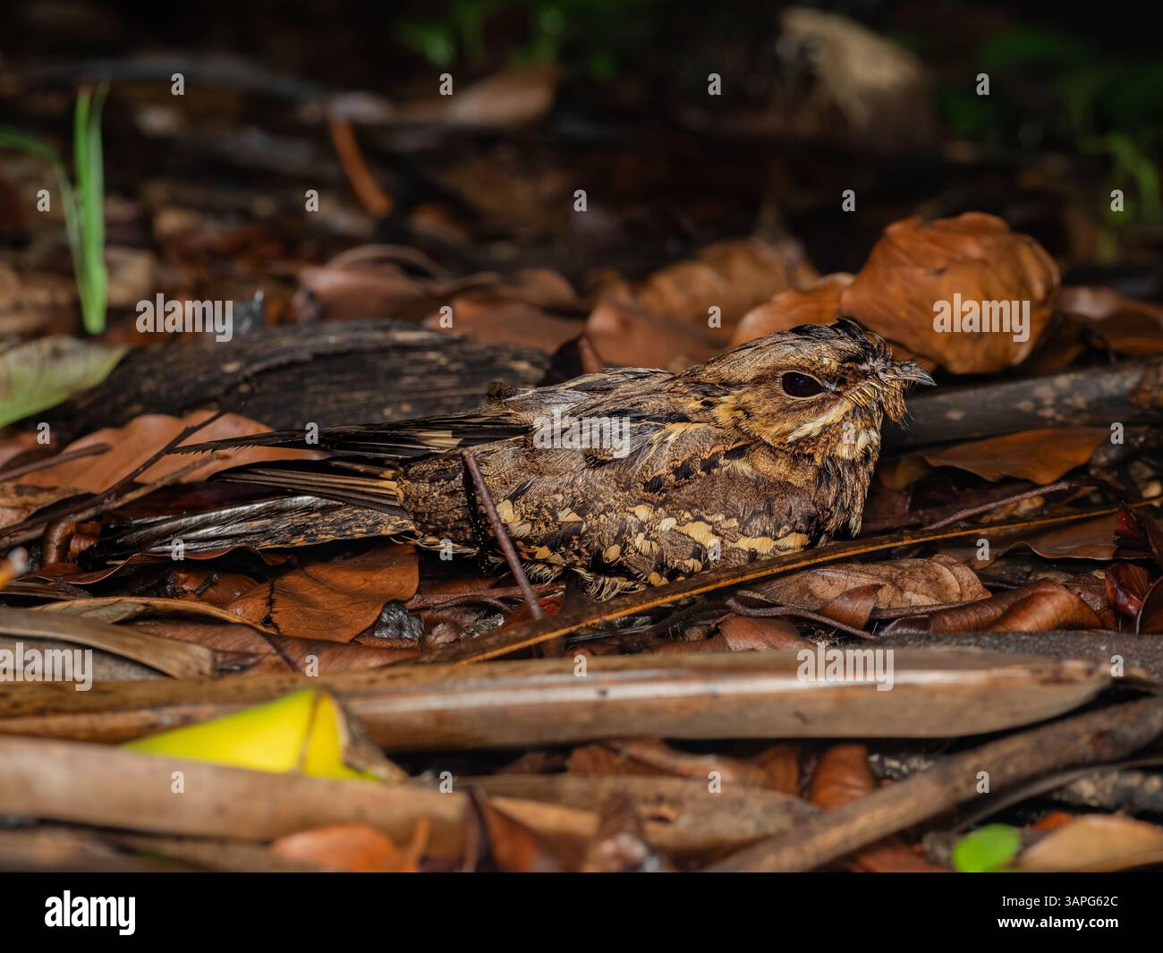 Franklins nightjar hi-res stock photography and images - Alamy