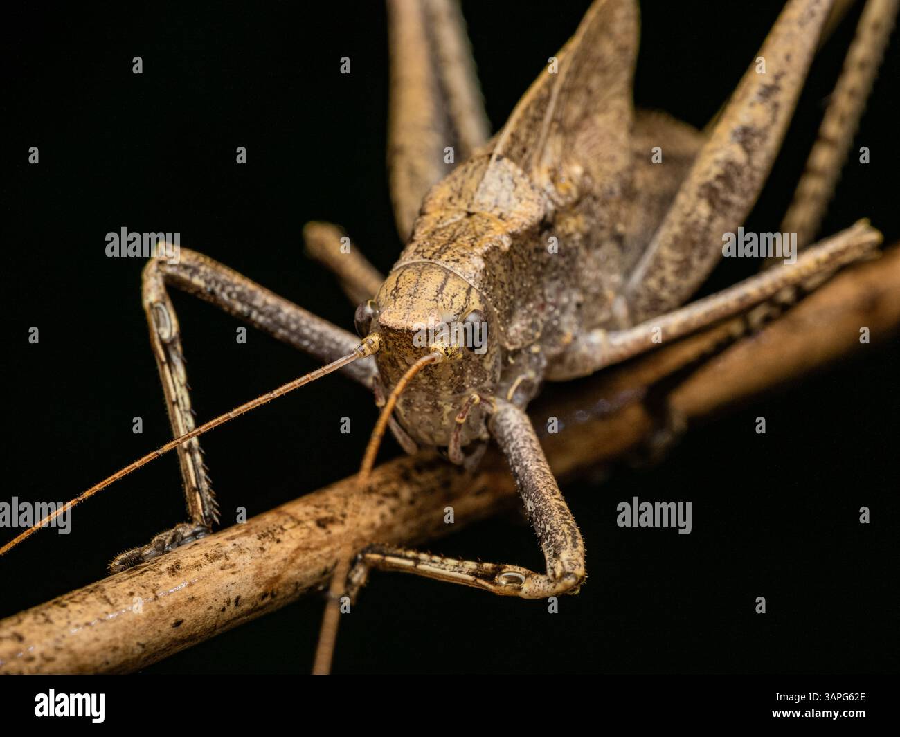 a large bush cricket (mecopod) also known as katydid is sitting on a ...