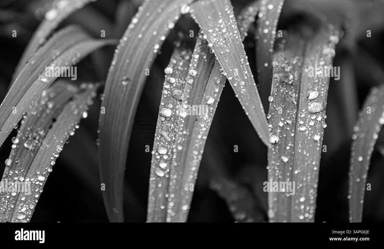 Raindrops on leaf spring hi-res stock photography and images - Alamy
