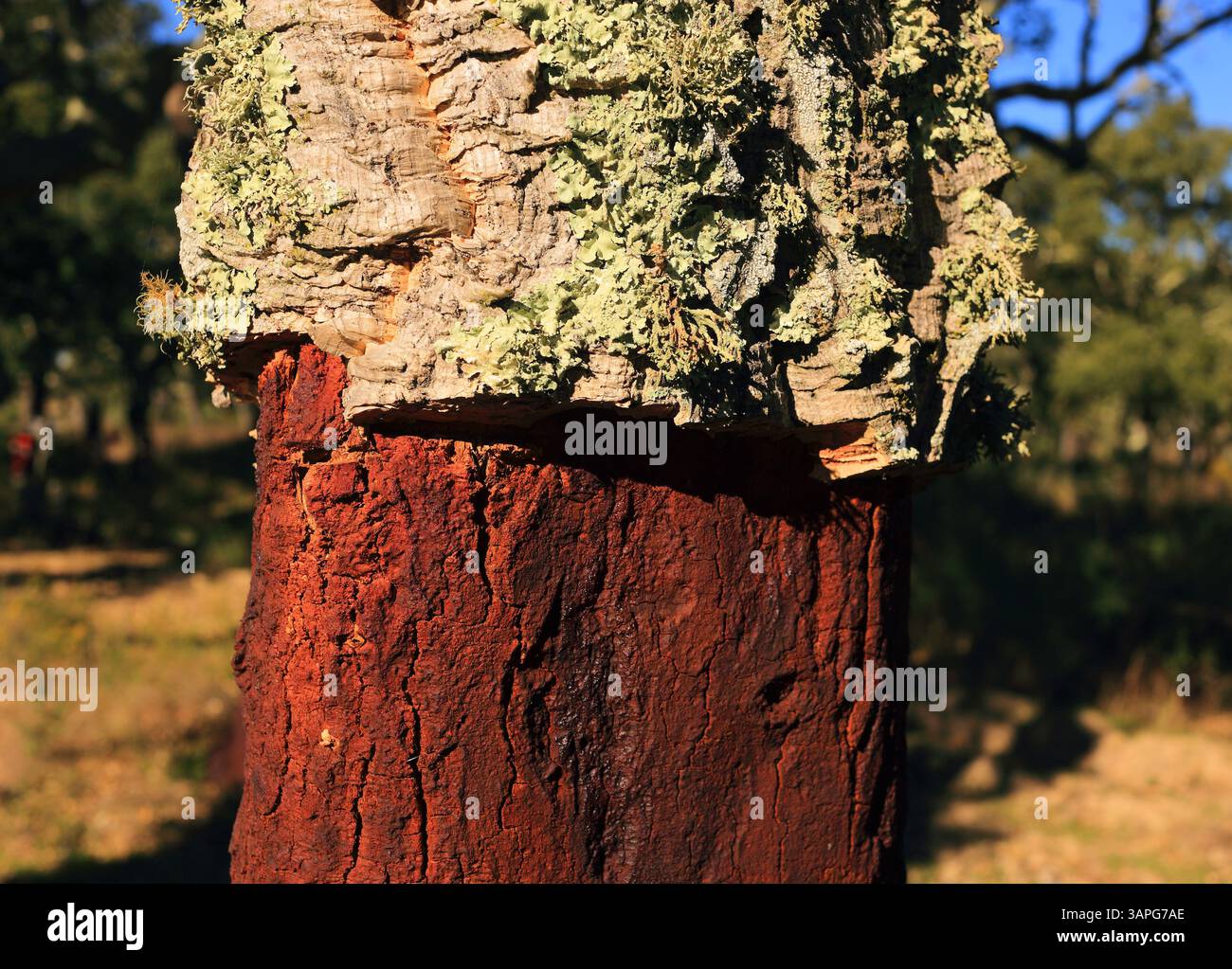 Portugal, Alentejo Region. Newly harvested cork oak tree - Quercus ...