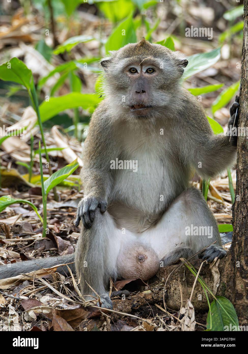 A long-tailed macaque (Macaca fascicularis), also known as the crab ...