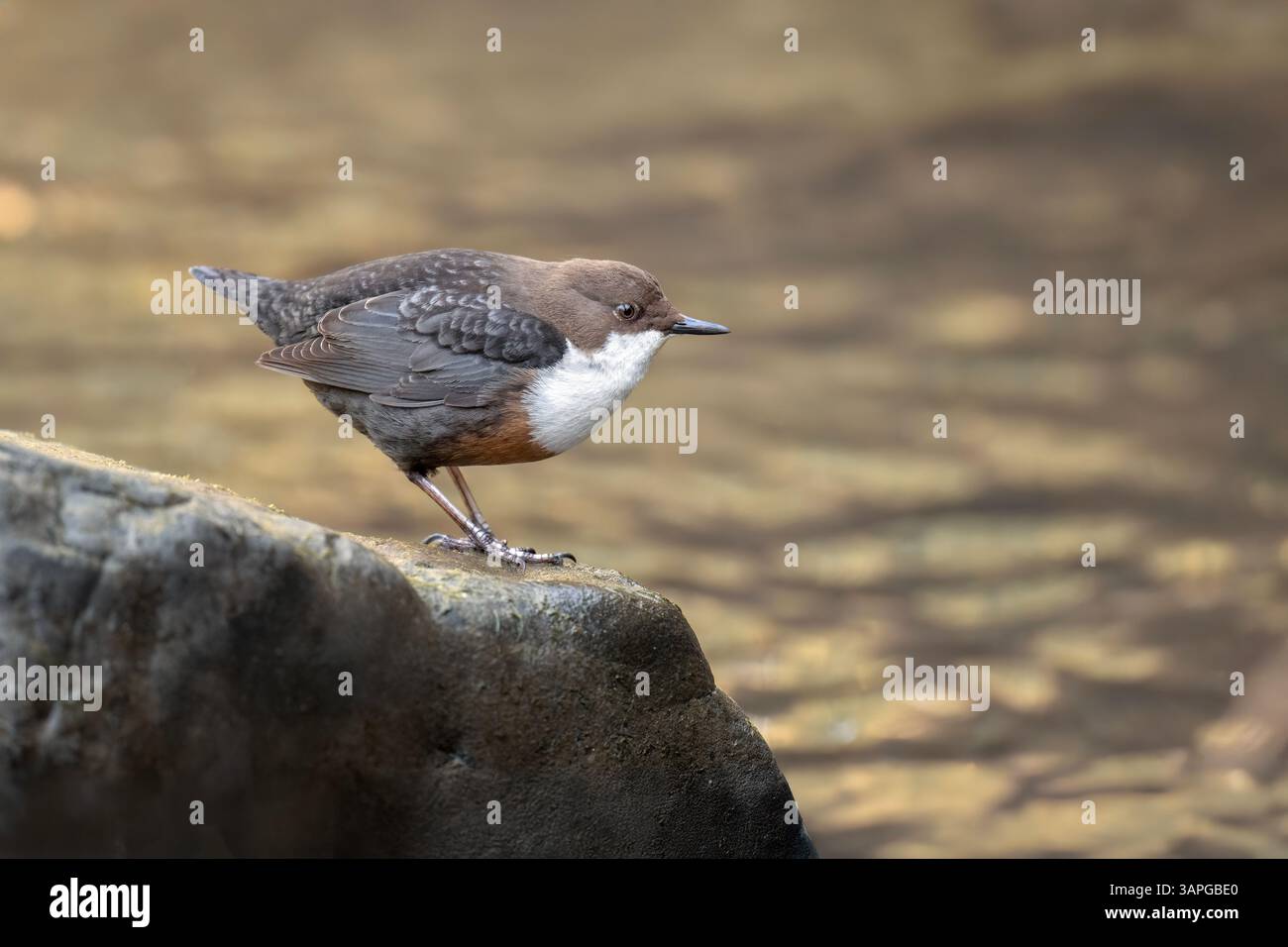 Dipper standing on a rock in a river, close up Stock Photo - Alamy