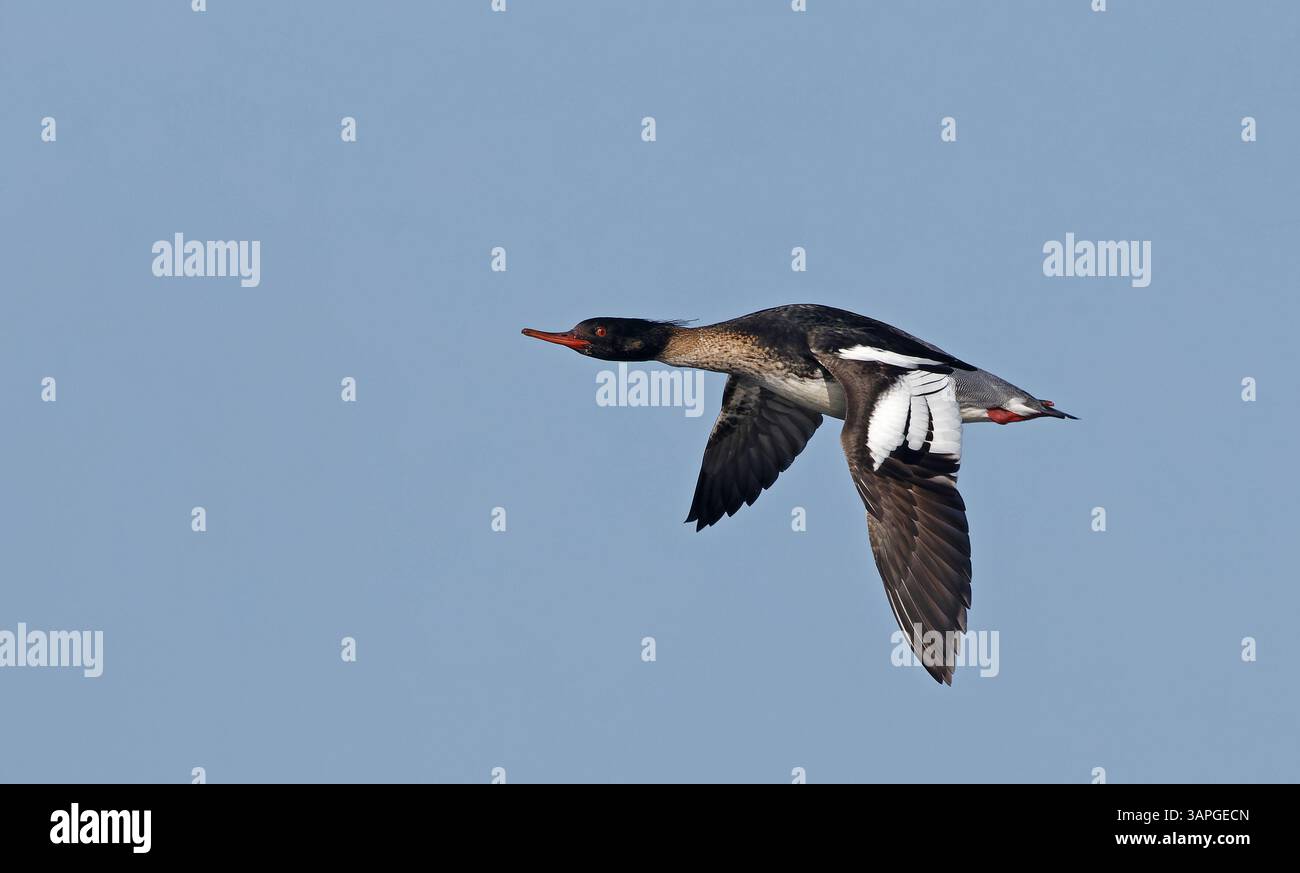 Merganser migration hi-res stock photography and images - Alamy
