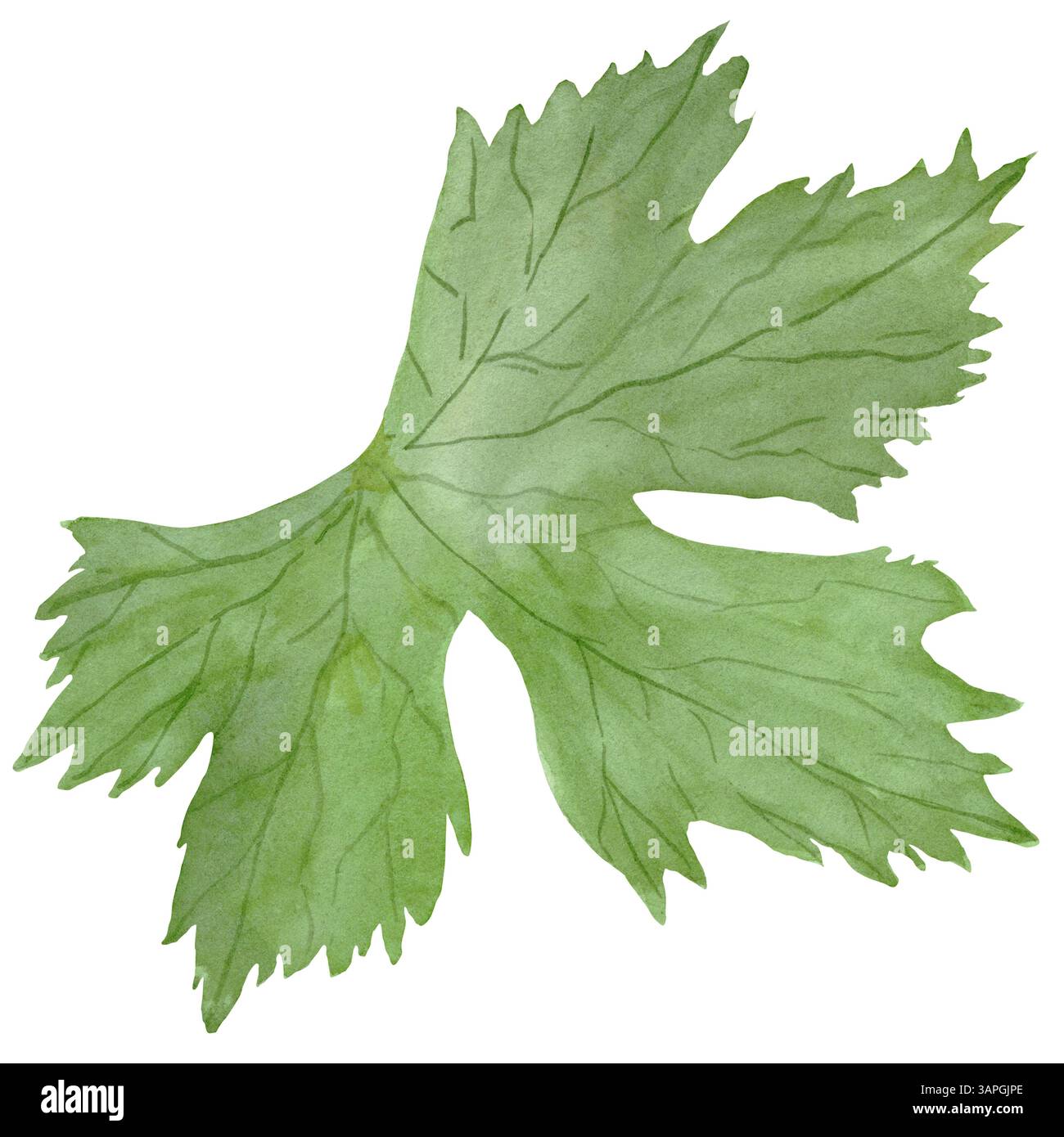 Light green geranium maculatum leaf by watercolor Stock Photo - Alamy
