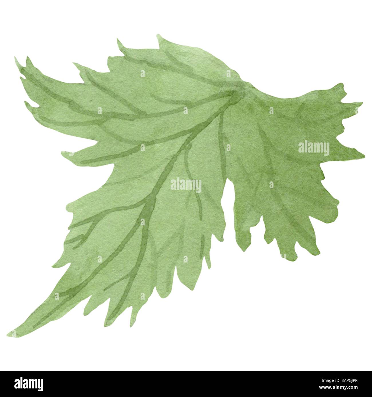 Light green geranium maculatum leaf by watercolor Stock Photo - Alamy