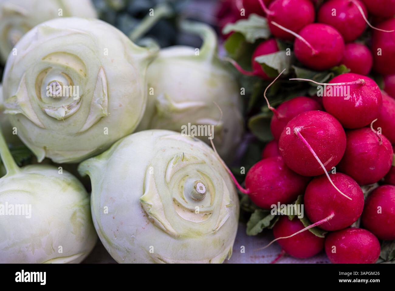 PRODUCTION - 12 April 2025, Brandenburg, Cottbus: Kohlrabi and radishes ...