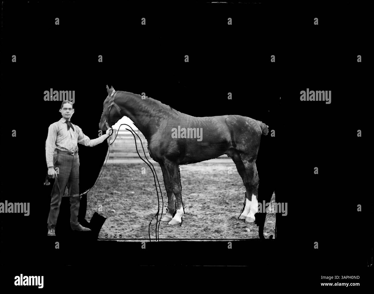This photograph shows prize horses, captured by Lee Moorhouse. The ...