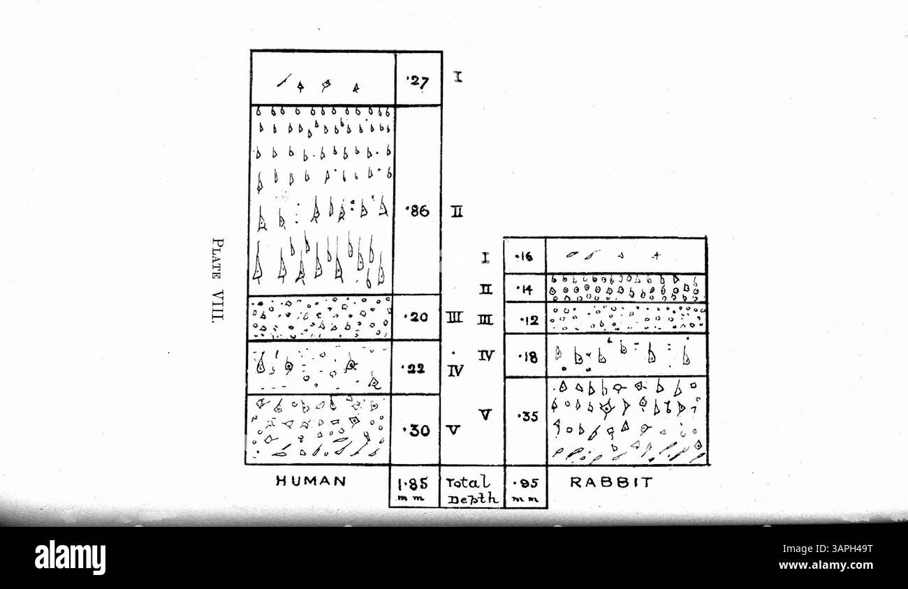 This article discusses the case of Mary Barnes, 12 years old in 1894 ...