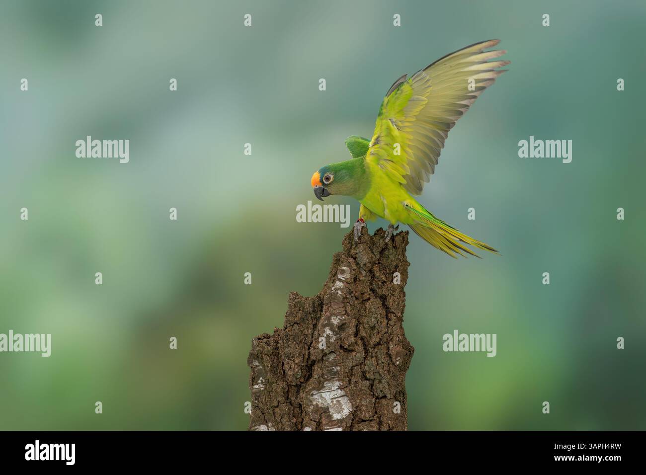 peach-fronted parakeet, Eupsittula aurea Stock Photo - Alamy