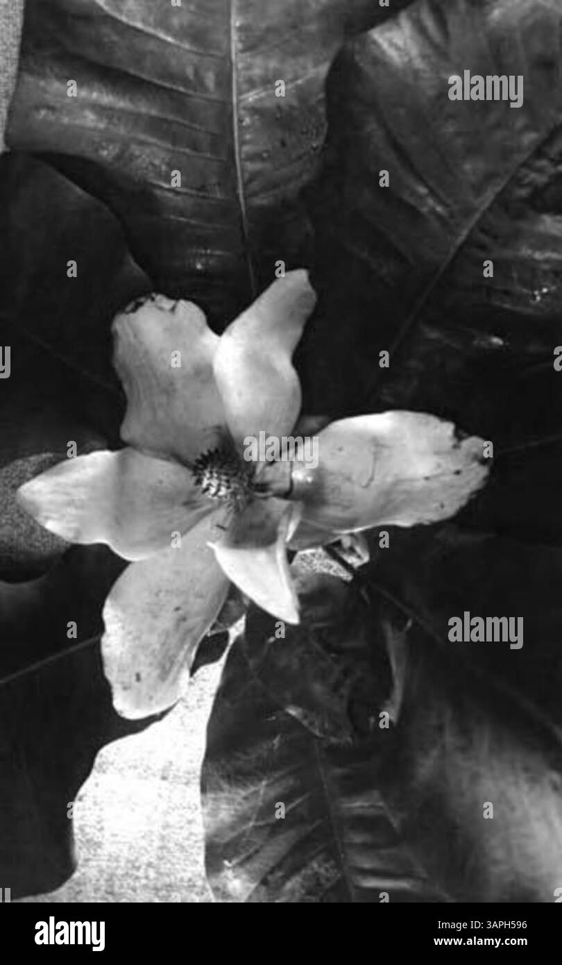 This photograph from the Doris Ulmann collection shows a cucumber tree ...