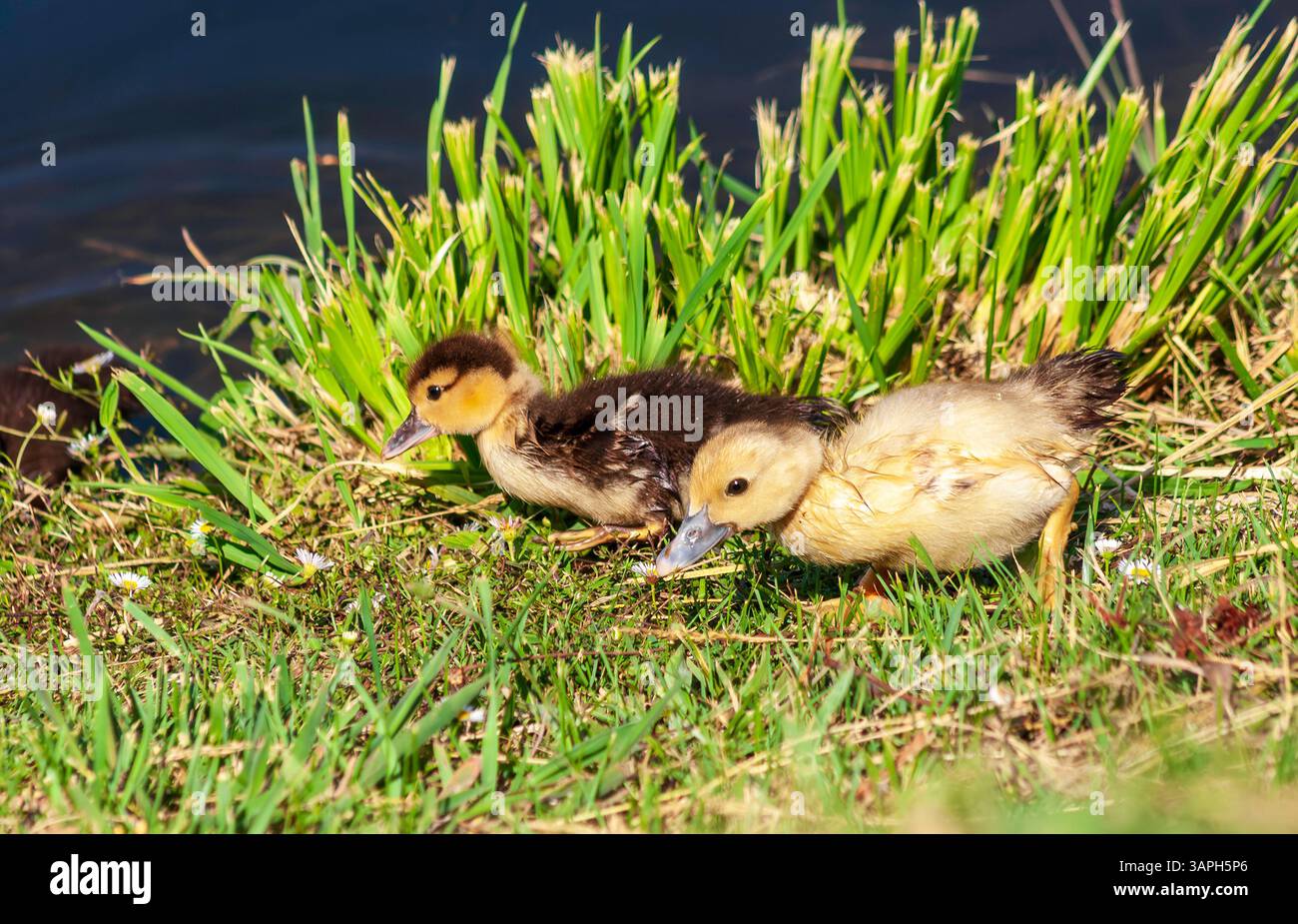 2 Mucovy Ducklings Stock Photo - Alamy