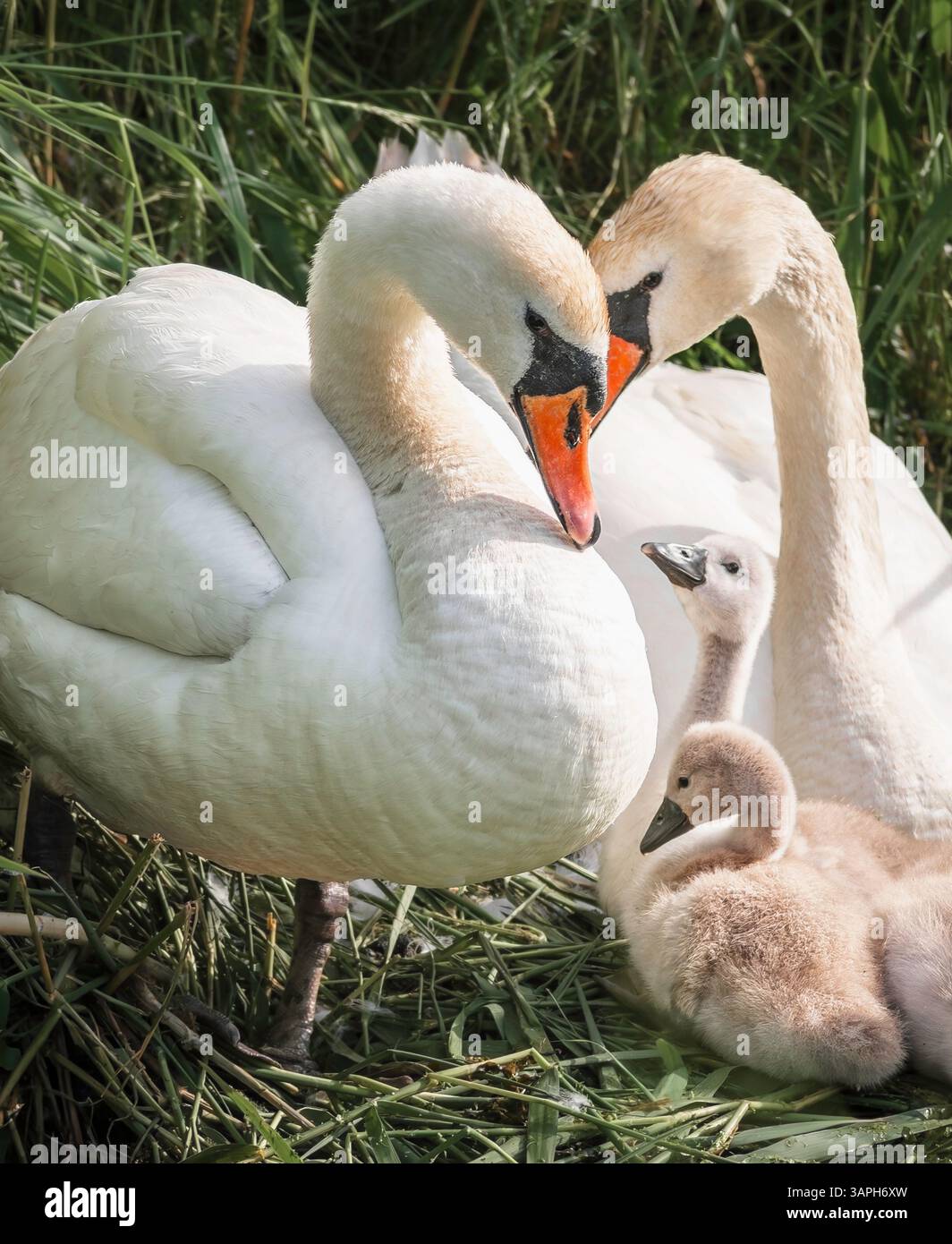 Parenting swans hi-res stock photography and images - Alamy