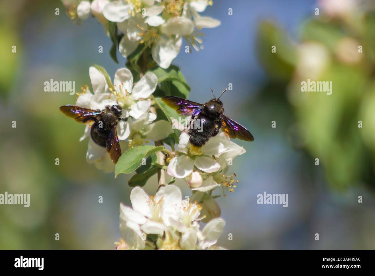 2 Carpenter Bees on Apple Blossom Stock Photo - Alamy
