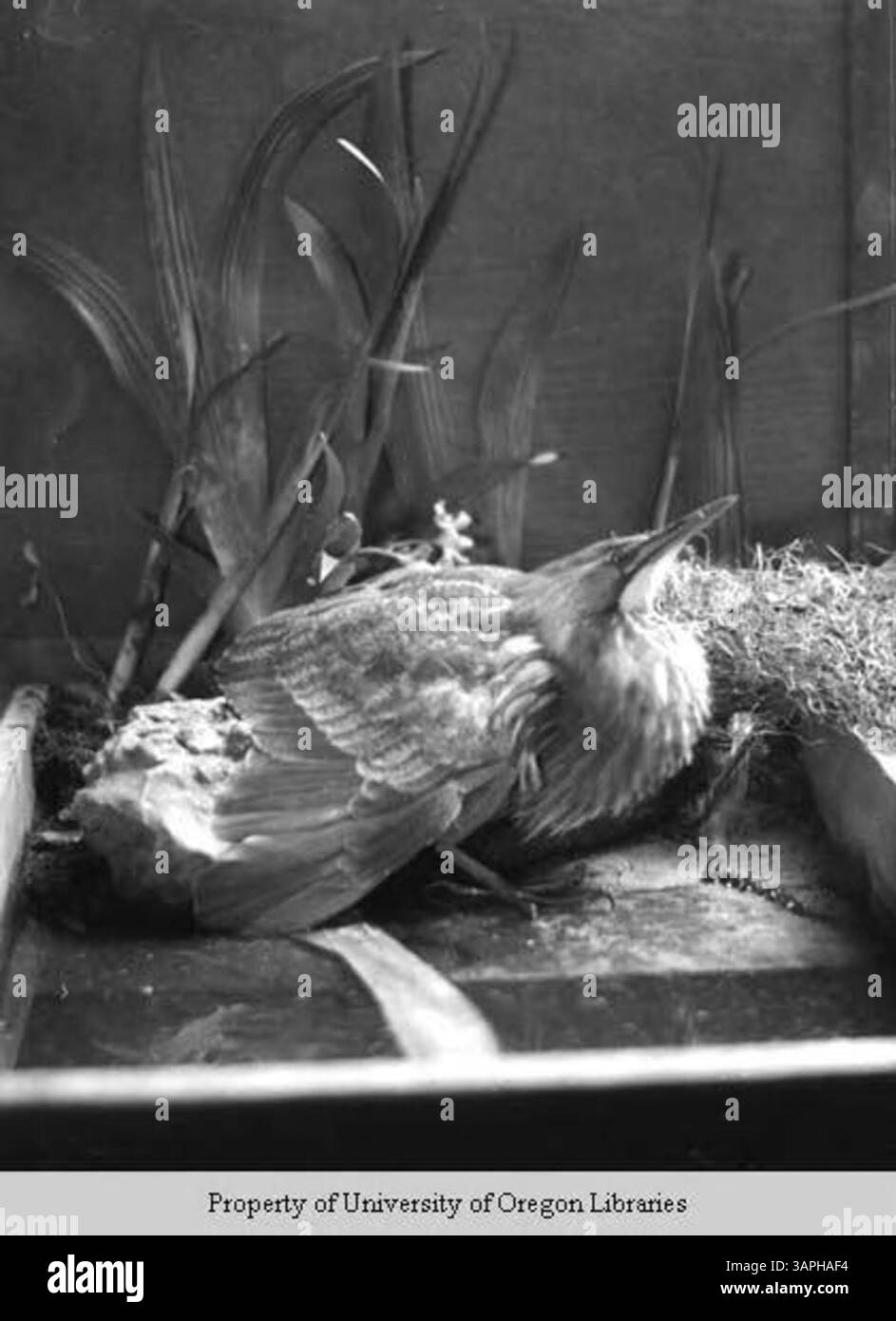 Bird and species study Black and White Stock Photos & Images - Alamy