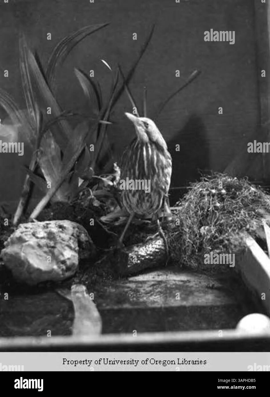 Image features wildlife conservation Black and White Stock Photos ...