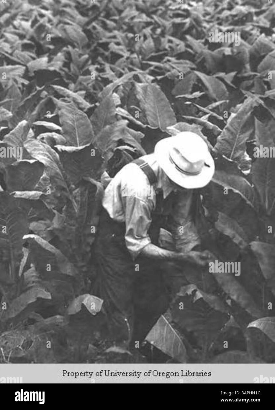 This photograph from the Doris Ulmann collection shows Robert Shook, a ...