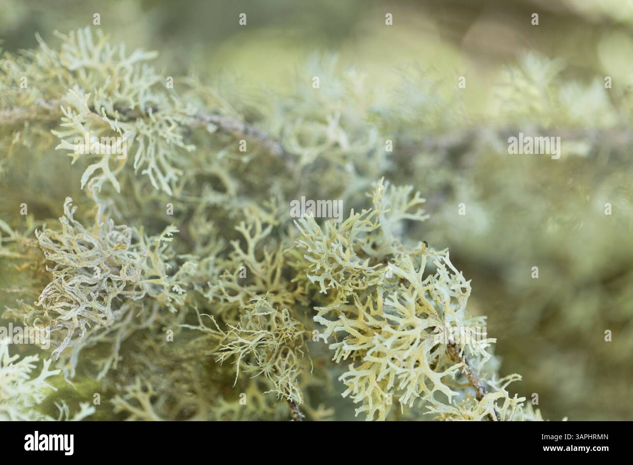 Biota of Gran Canaria - oakmoss, Evernia prunastri, on small tree ...