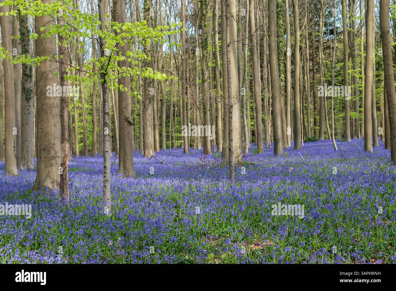 Enchanting forest view hi-res stock photography and images - Alamy