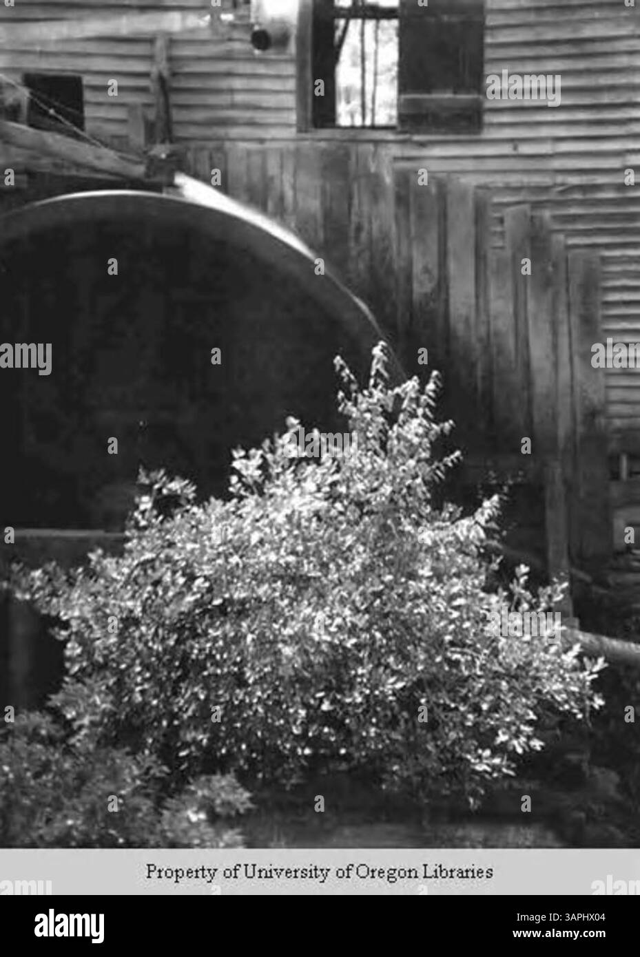 Photograph of the mill operated by John Alexander Meadows, captured by ...
