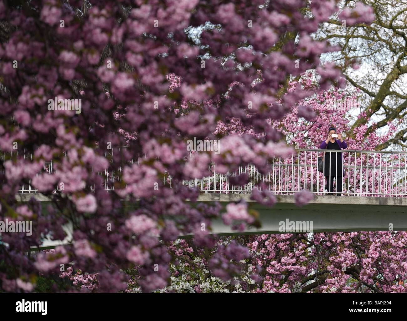 Hamburg, Germany. 16th Apr, 2025. A woman photographs several Japanese ...