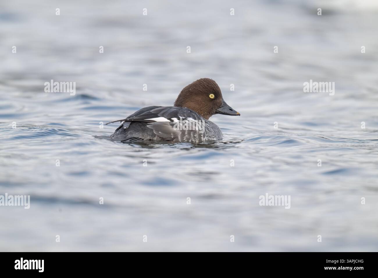 Goldeneye duck female close up in a lake Stock Photo - Alamy
