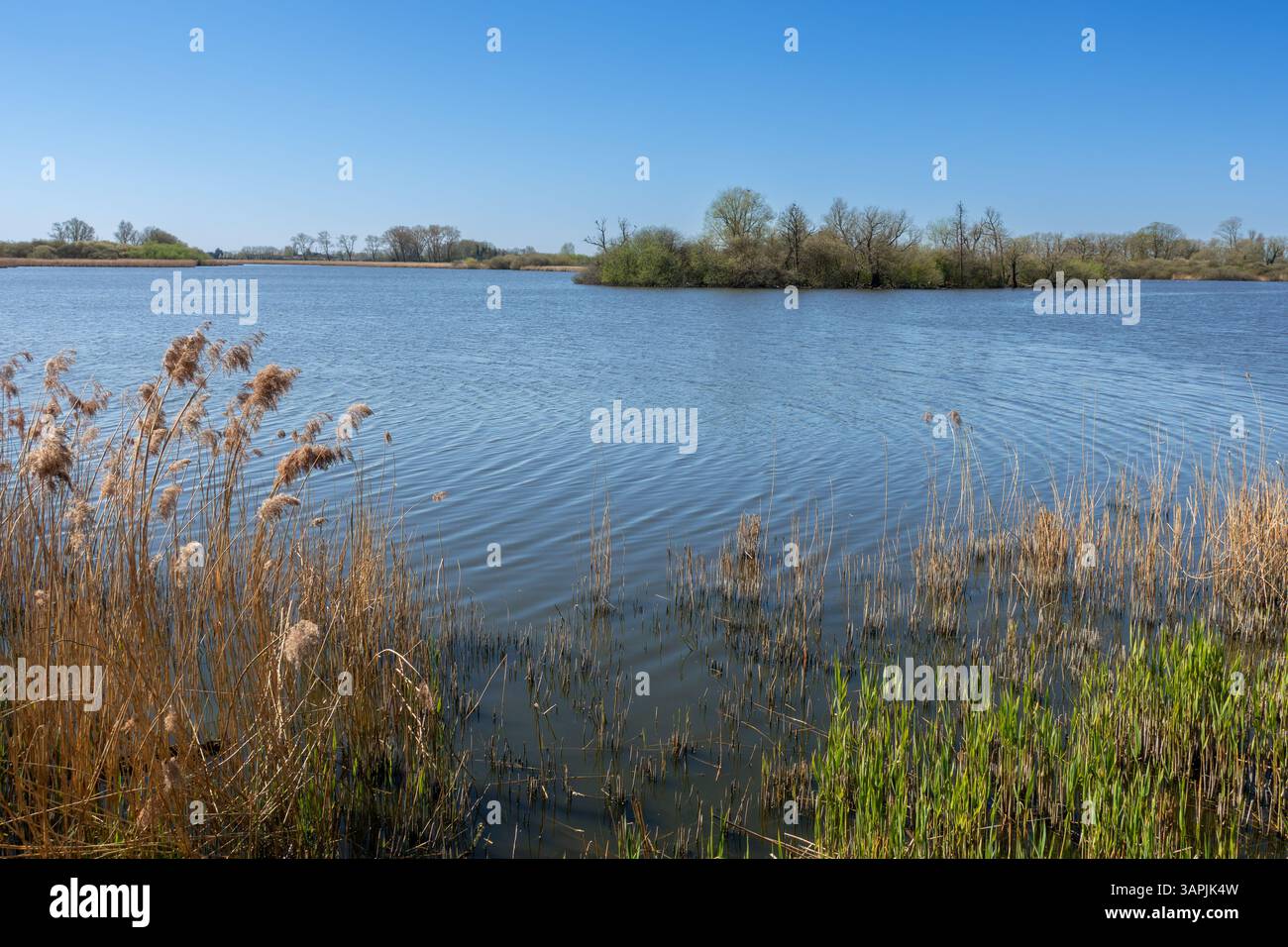 Lake and reed bed at De Blankaart, nature reserve managed by Natuurpunt ...