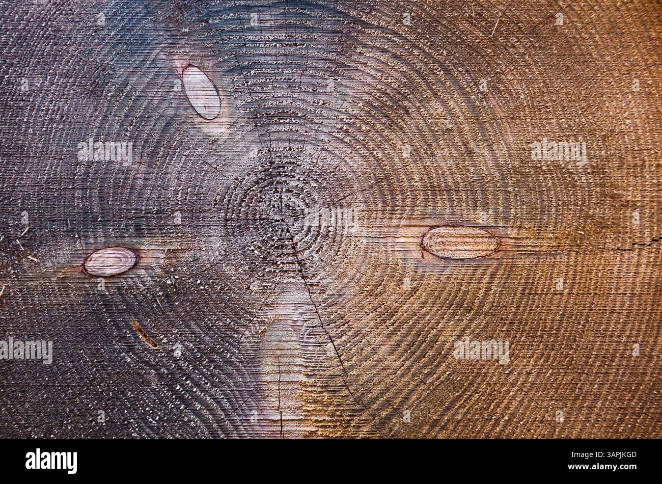 Annual rings ring wooden hi-res stock photography and images - Alamy