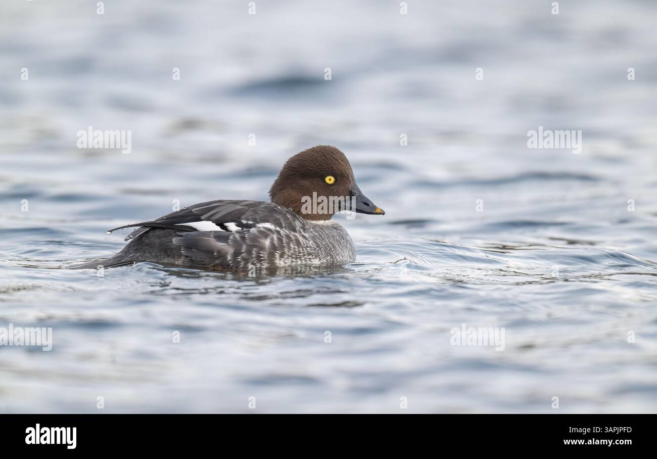 Goldeneye duck female close up in a lake Stock Photo - Alamy