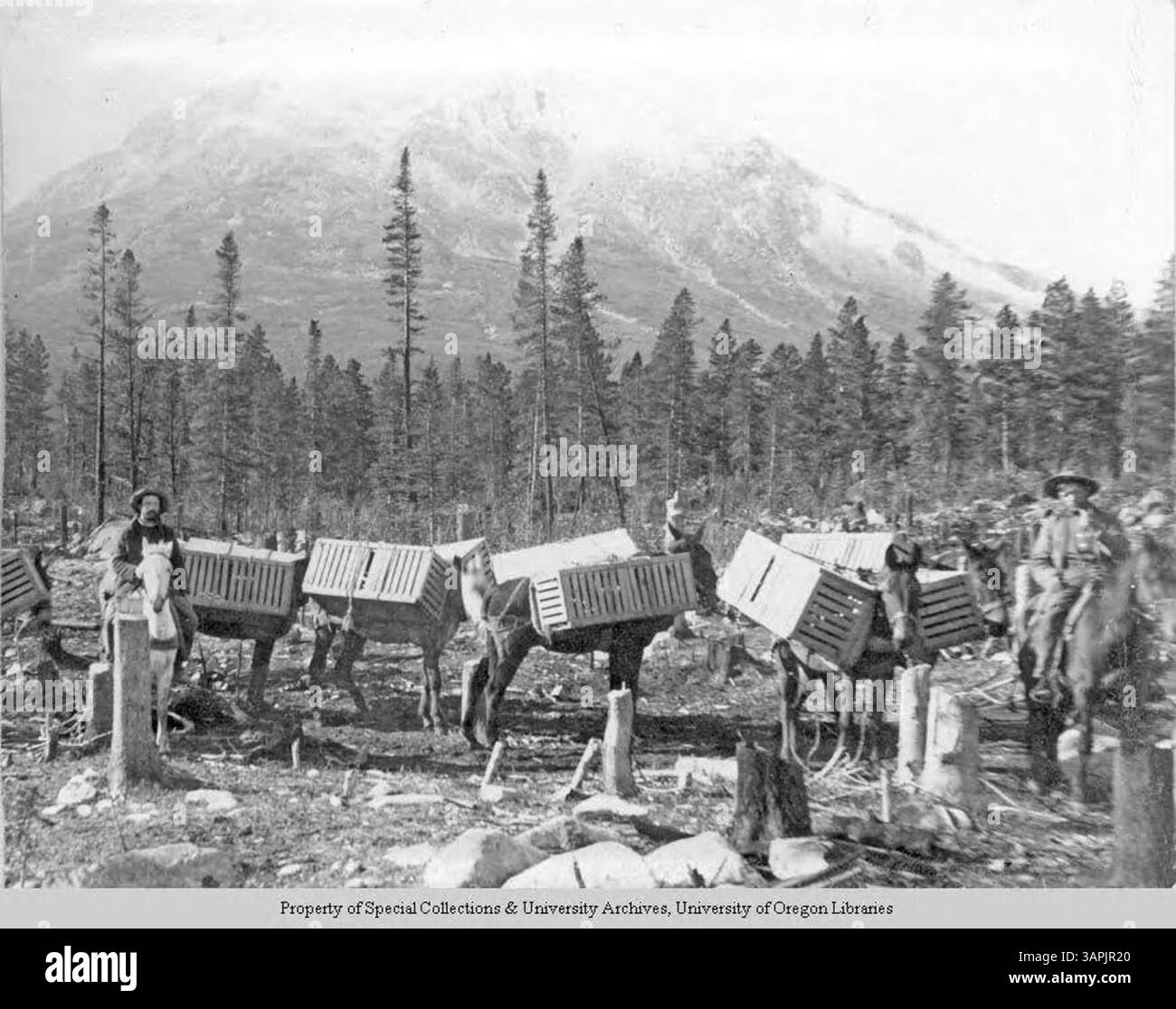 A black and white photograph by Florence M. Hartshorn showing six mules ...