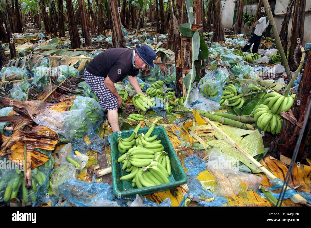 Fruta en el suelo hi-res stock photography and images - Alamy