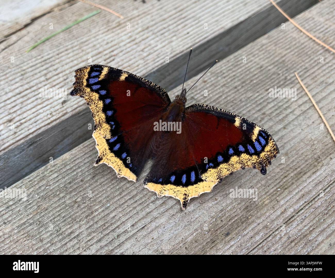 Mourning Cloak Butterfly Resting on a Deck Stock Photo - Alamy
