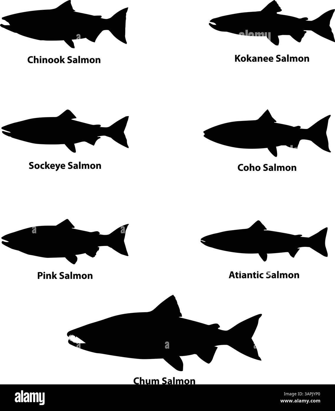 Vector Silhouette Set of 7 Species of Salmon Fish with Names Stock ...