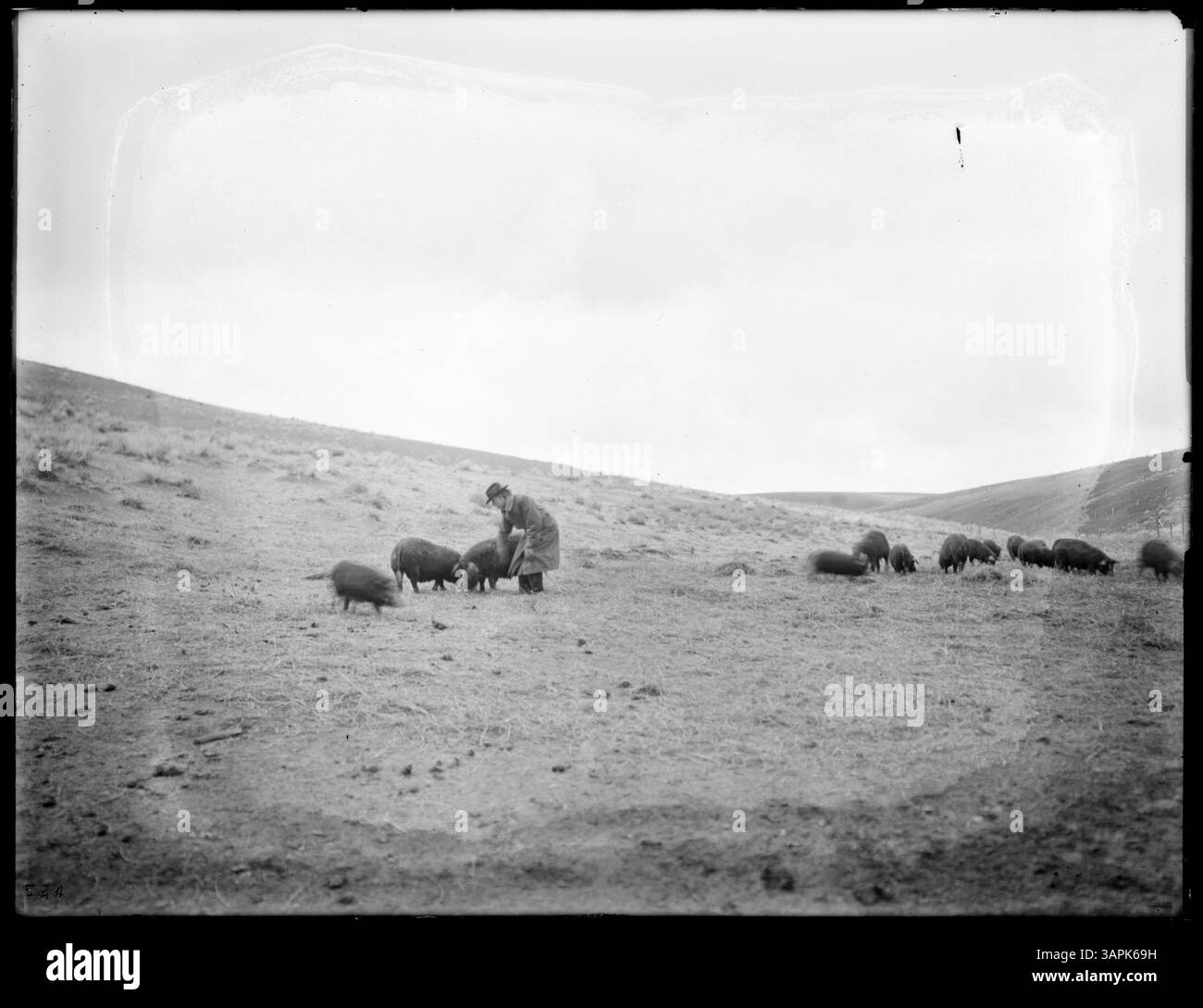 Photograph of a group of swine with a tender, capturing rural life and ...