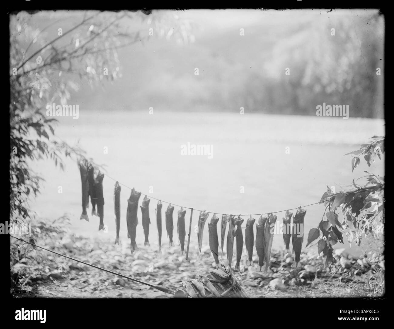 Photograph showing strings of trout. The image captures the fish in a ...