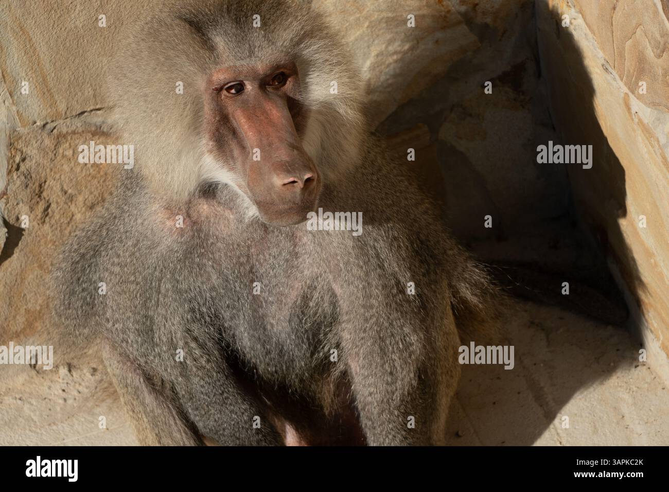Baboon, Zoo, Habitat - A baboon sits inside a rocky enclosure at a zoo ...