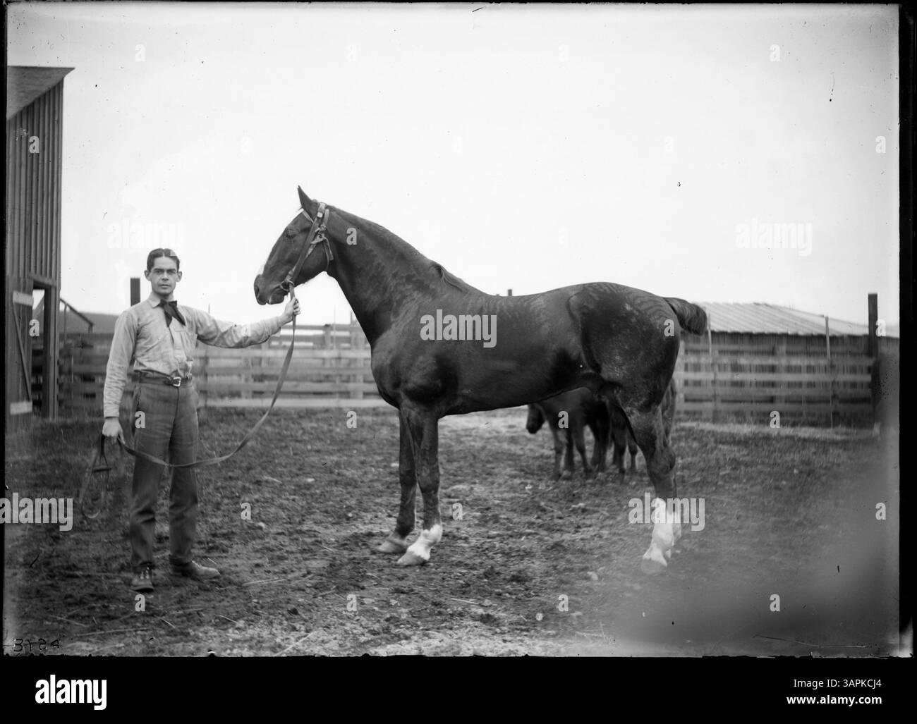 Photograph of prize horses, captured by Lee Moorhouse Stock Photo - Alamy