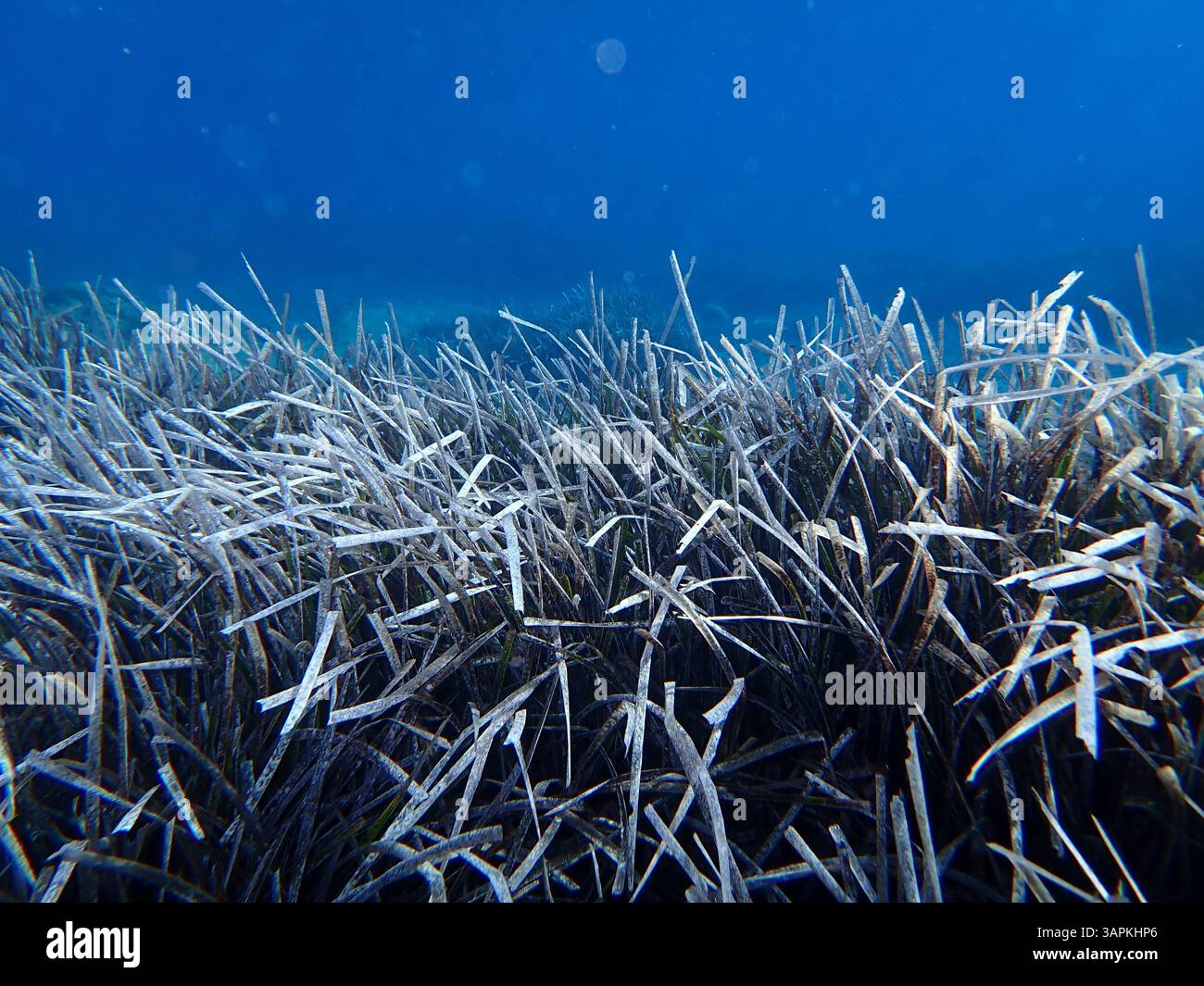 Seagrass meadow (Posidonia oceanica) in the Aegean Sea Stock Photo - Alamy