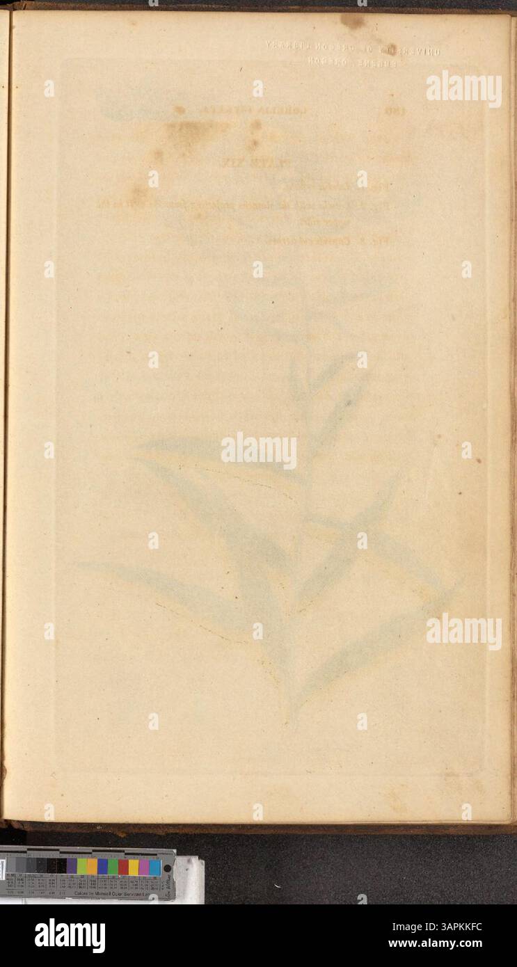 'American Medical Botany' highlights native medicinal plants of the U.S ...