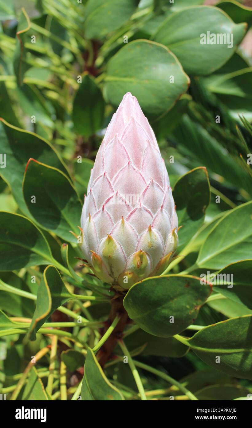 Protea cynaroides, also called the king protea, is a flowering plant ...