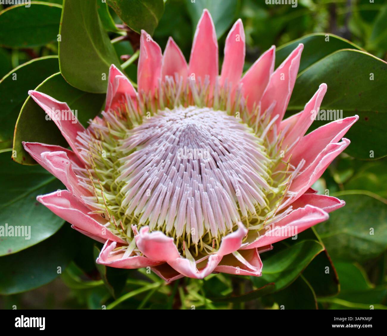 Protea cynaroides called king hi-res stock photography and images - Alamy