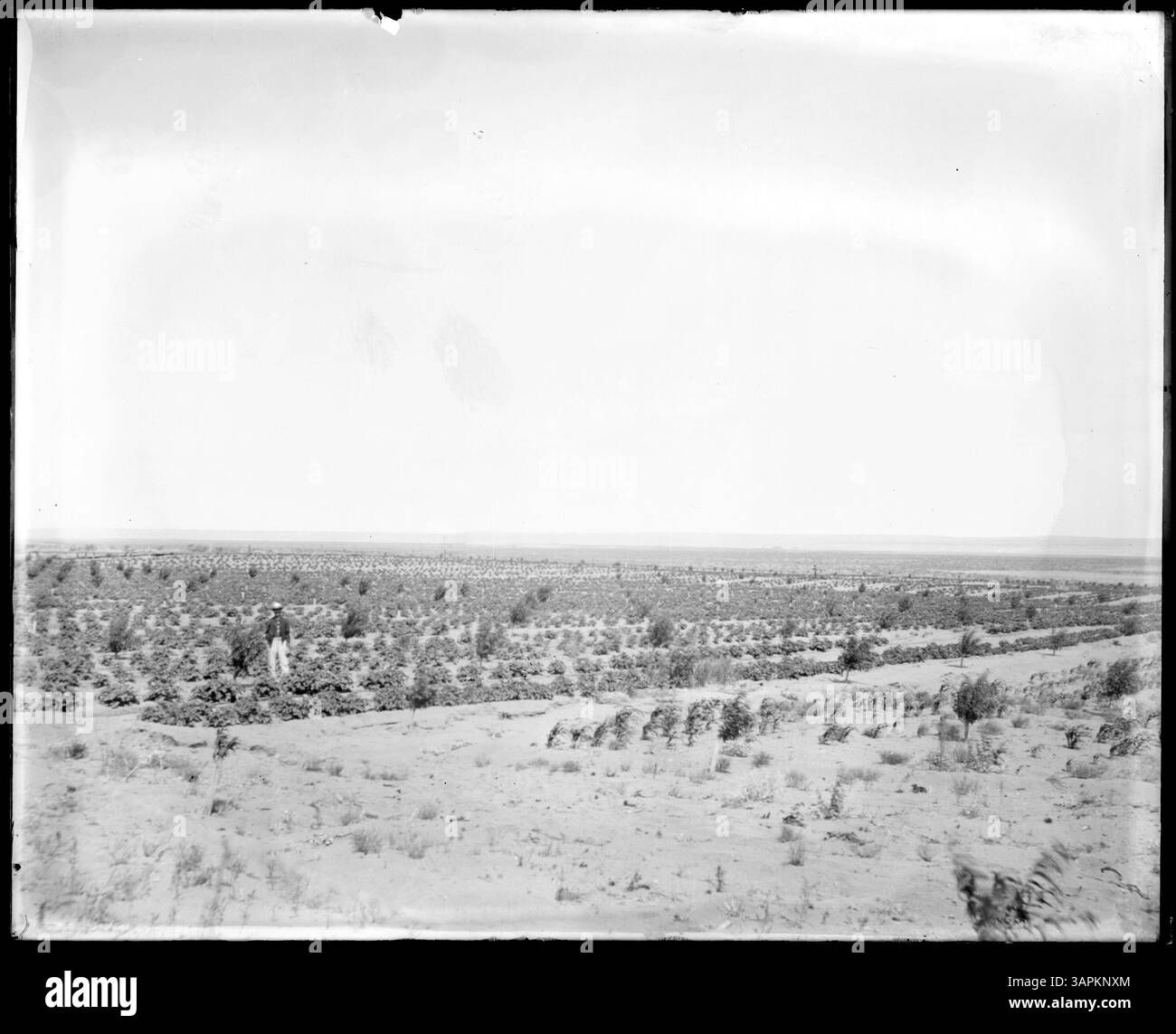 This photograph by Lee Moorhouse shows a cornfield and orchard in ...