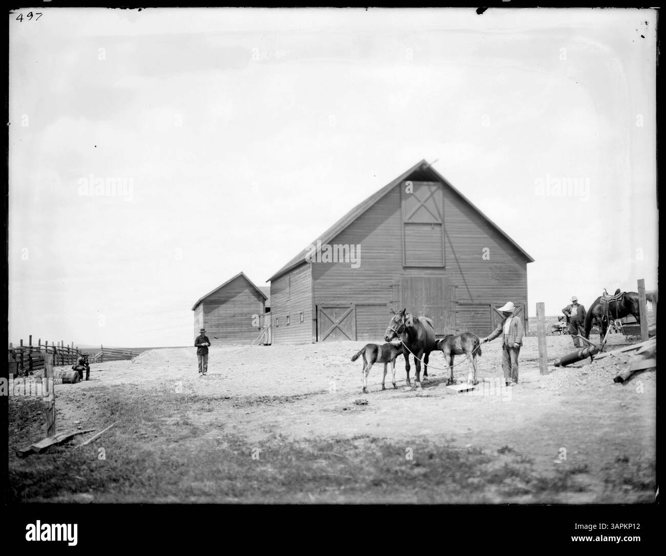 This photograph by Lee Moorhouse shows J. Crowe's ranch, with horses ...